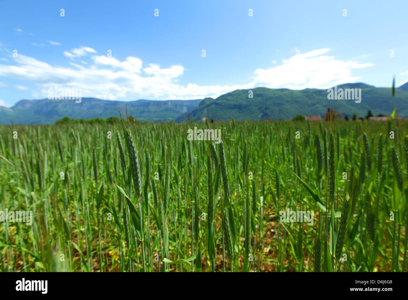 Early spring wheat field Stock Photo - Alamy