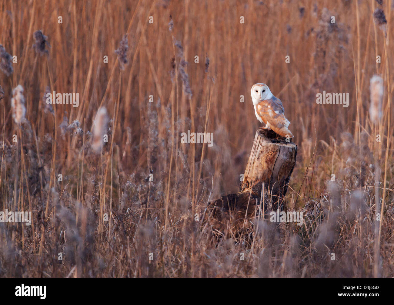 English barn owl in tree hi-res stock photography and images - Alamy