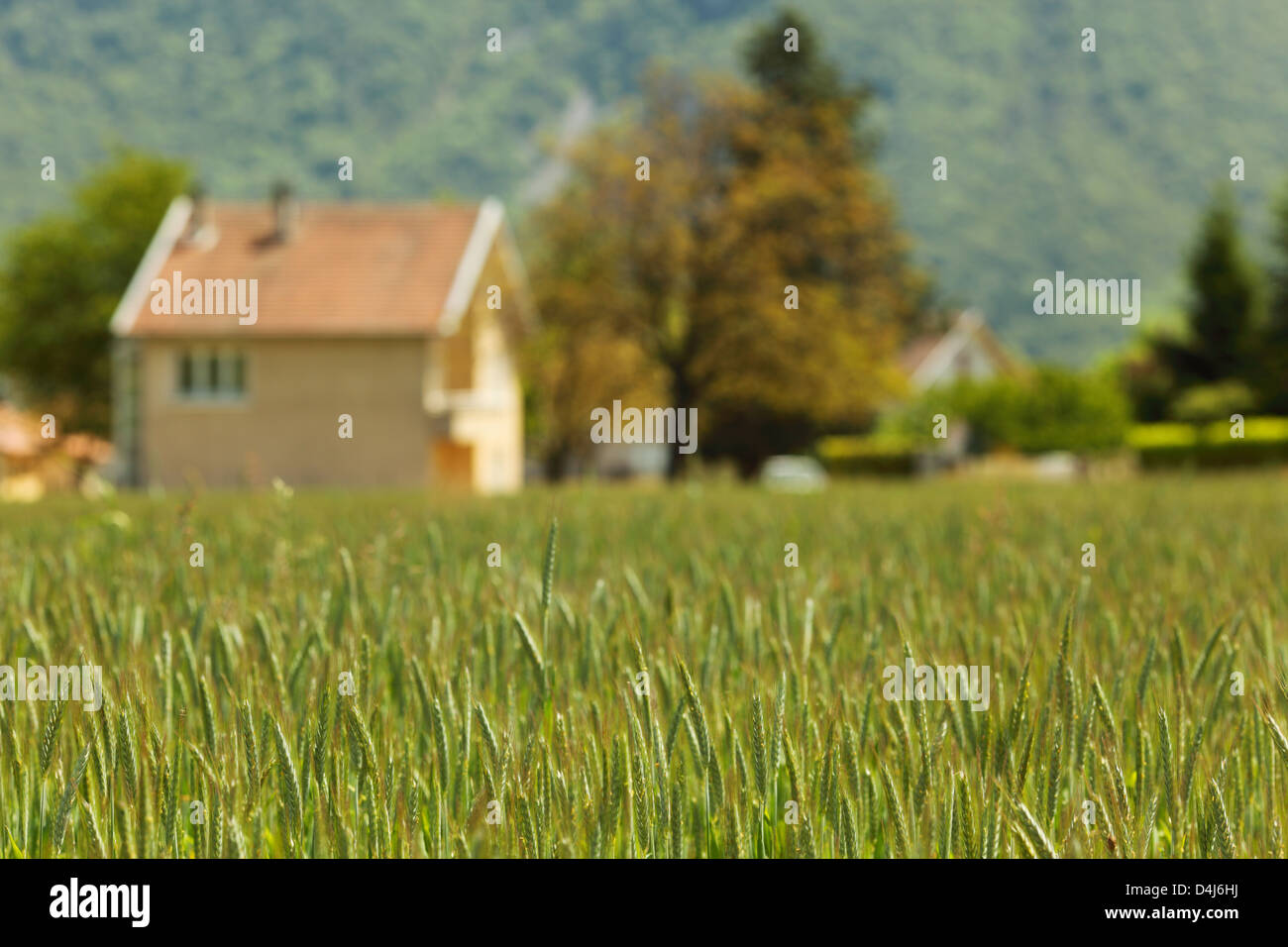 Early spring wheat field Stock Photo - Alamy