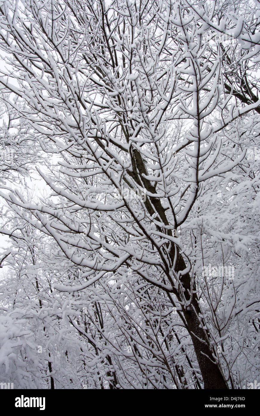 Winter wonderland, fresh snow on trees Stock Photo - Alamy