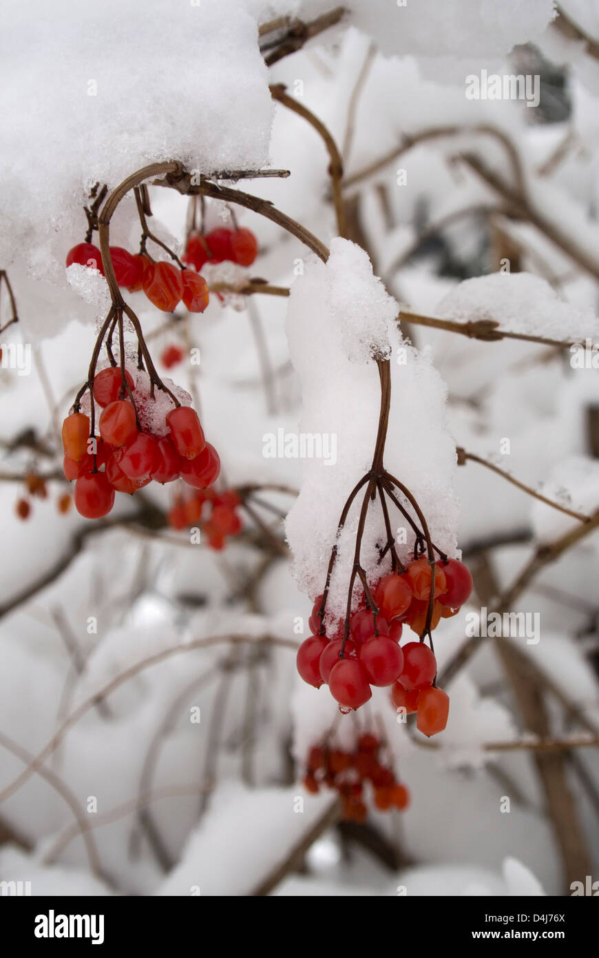 Winter berries snow hi-res stock photography and images - Alamy