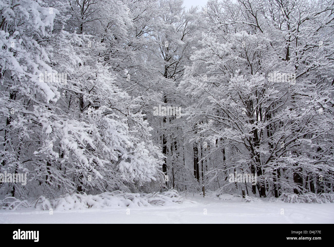 Winter wonderland, fresh snow on trees Stock Photo - Alamy