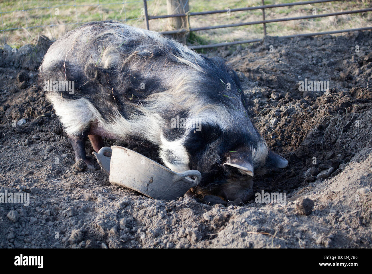 Mangolitsa hi-res stock photography and images - Alamy