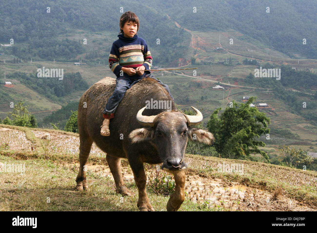 Vietnamese child in a water buffalo in Sapa, Vietnam Stock Photo - Alamy