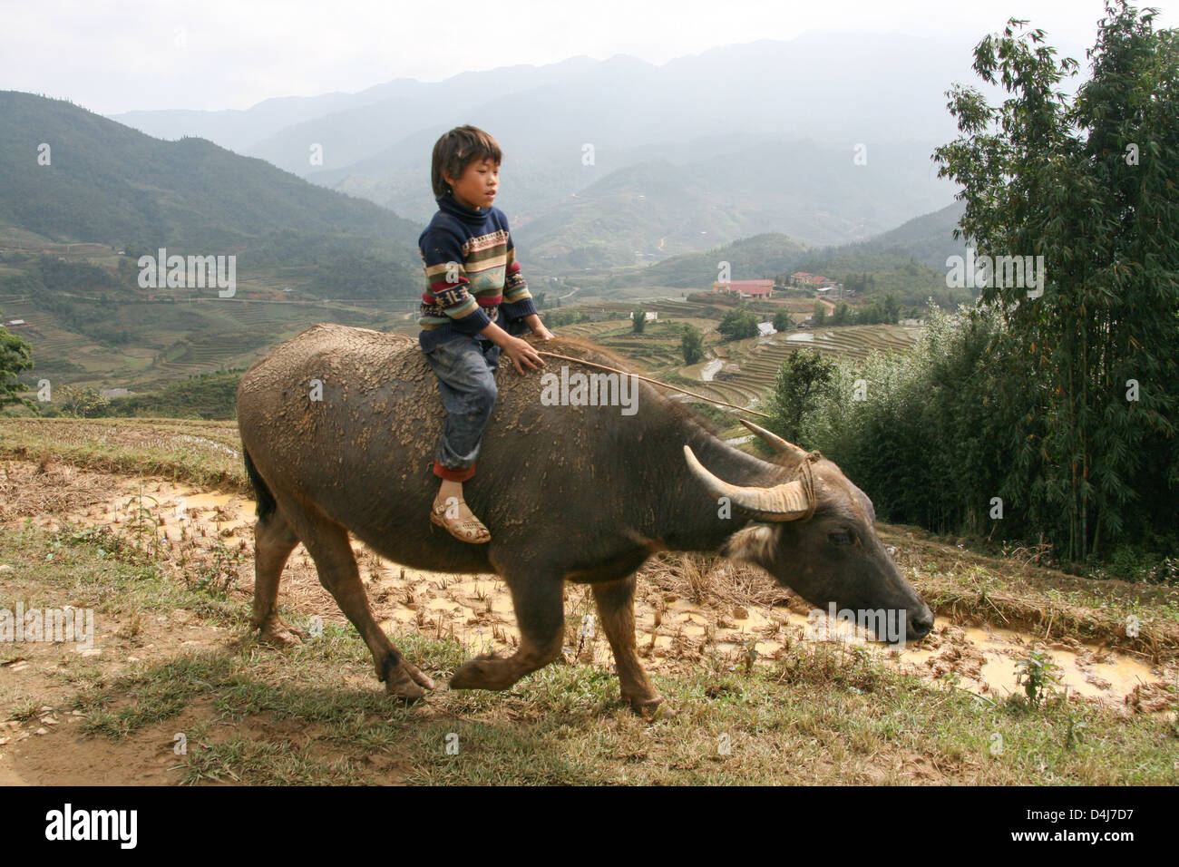 Vietnamese child in a water buffalo in Sapa, Vietnam Stock Photo - Alamy