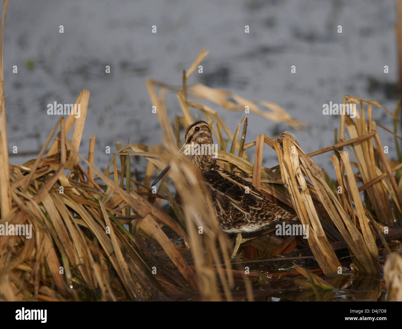 Hiding bird hi-res stock photography and images - Alamy