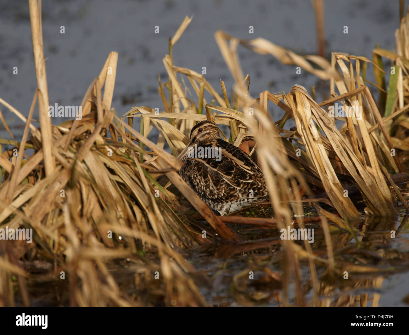 Common Snipe hiding within reeds Stock Photo - Alamy