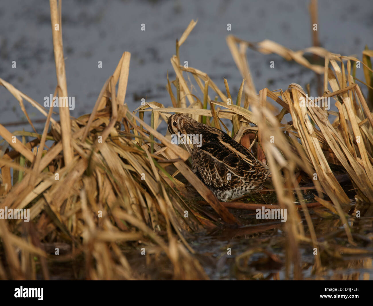 Common Snipe hiding within reeds Stock Photo - Alamy