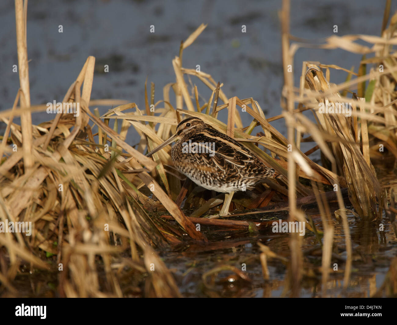 Common Snipe hiding within reeds Stock Photo - Alamy