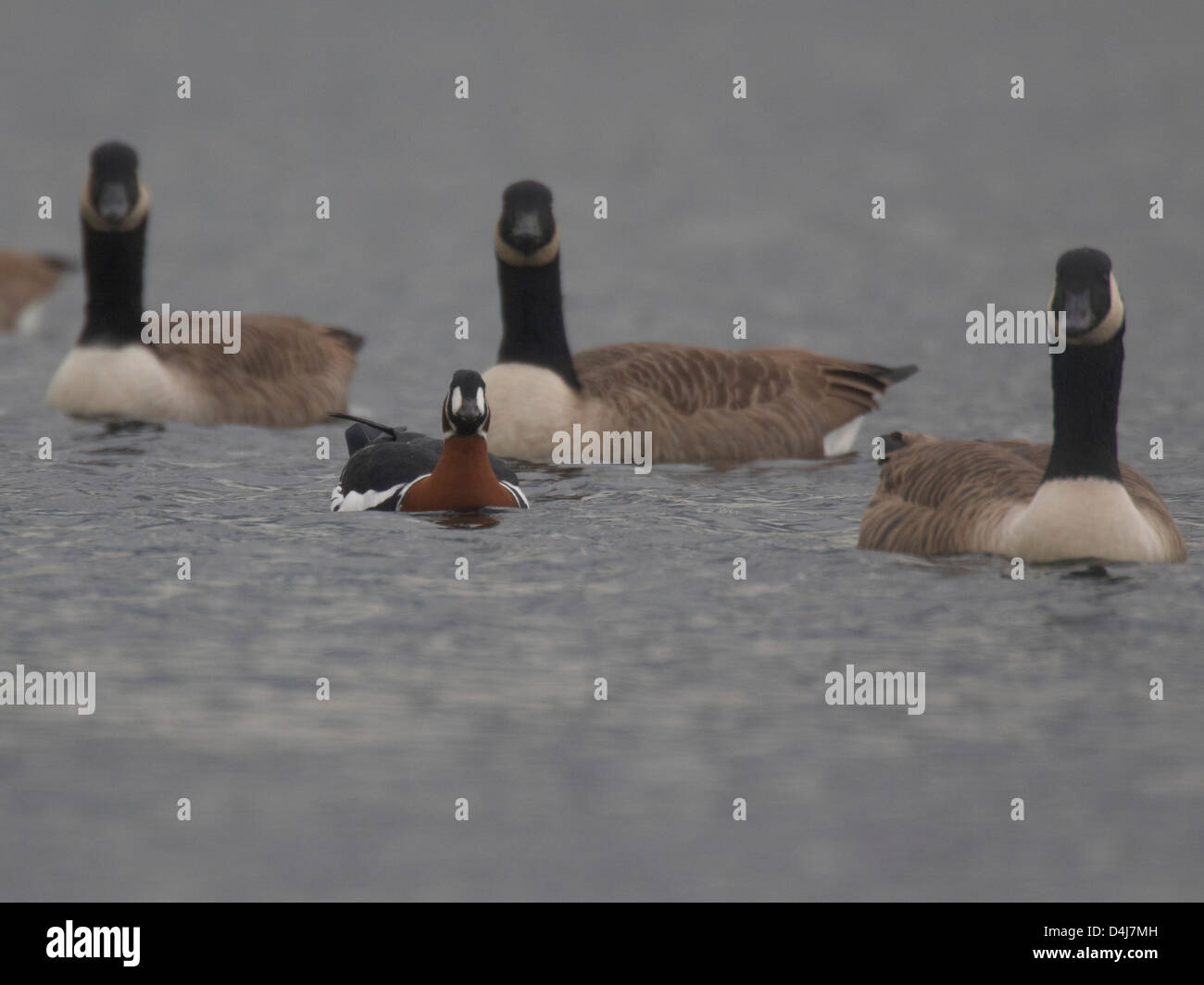 Red Breasted Goose with Canada Geese Stock Photo - Alamy