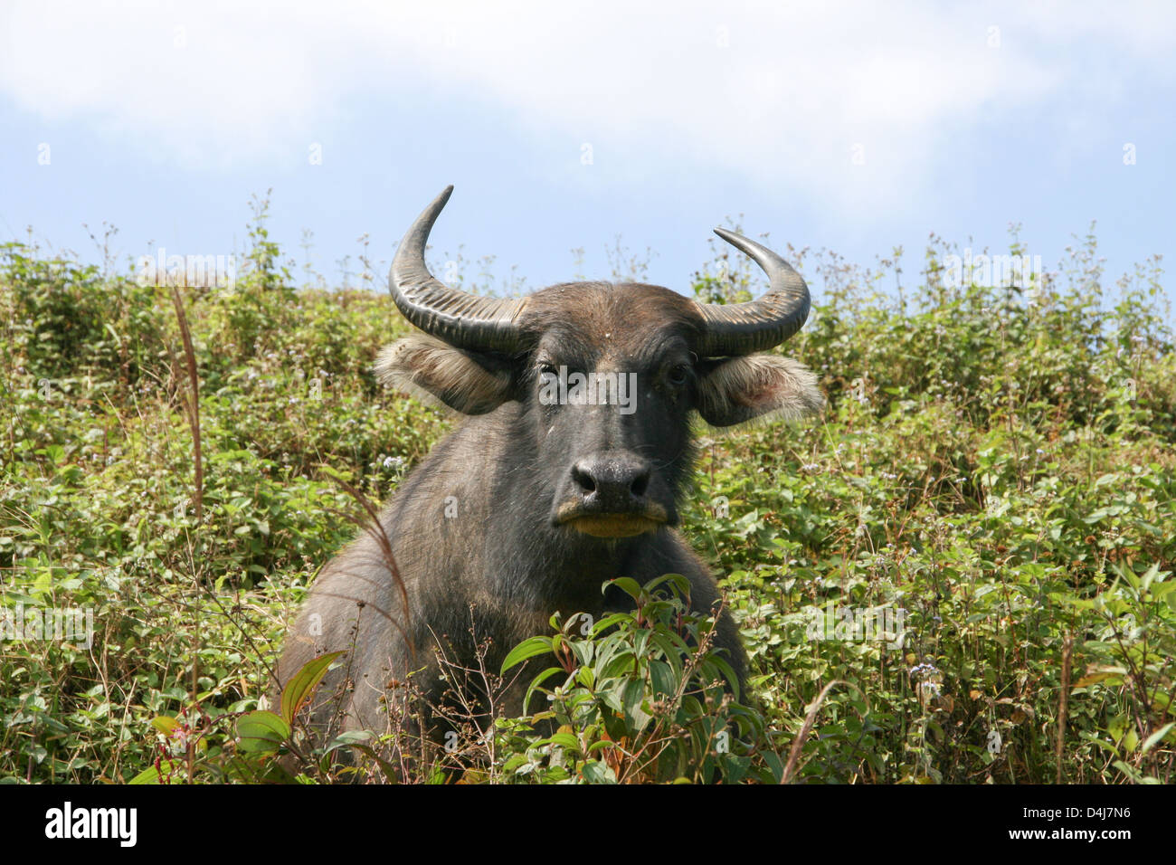 Vietnam water buffalo rice hi-res stock photography and images - Alamy