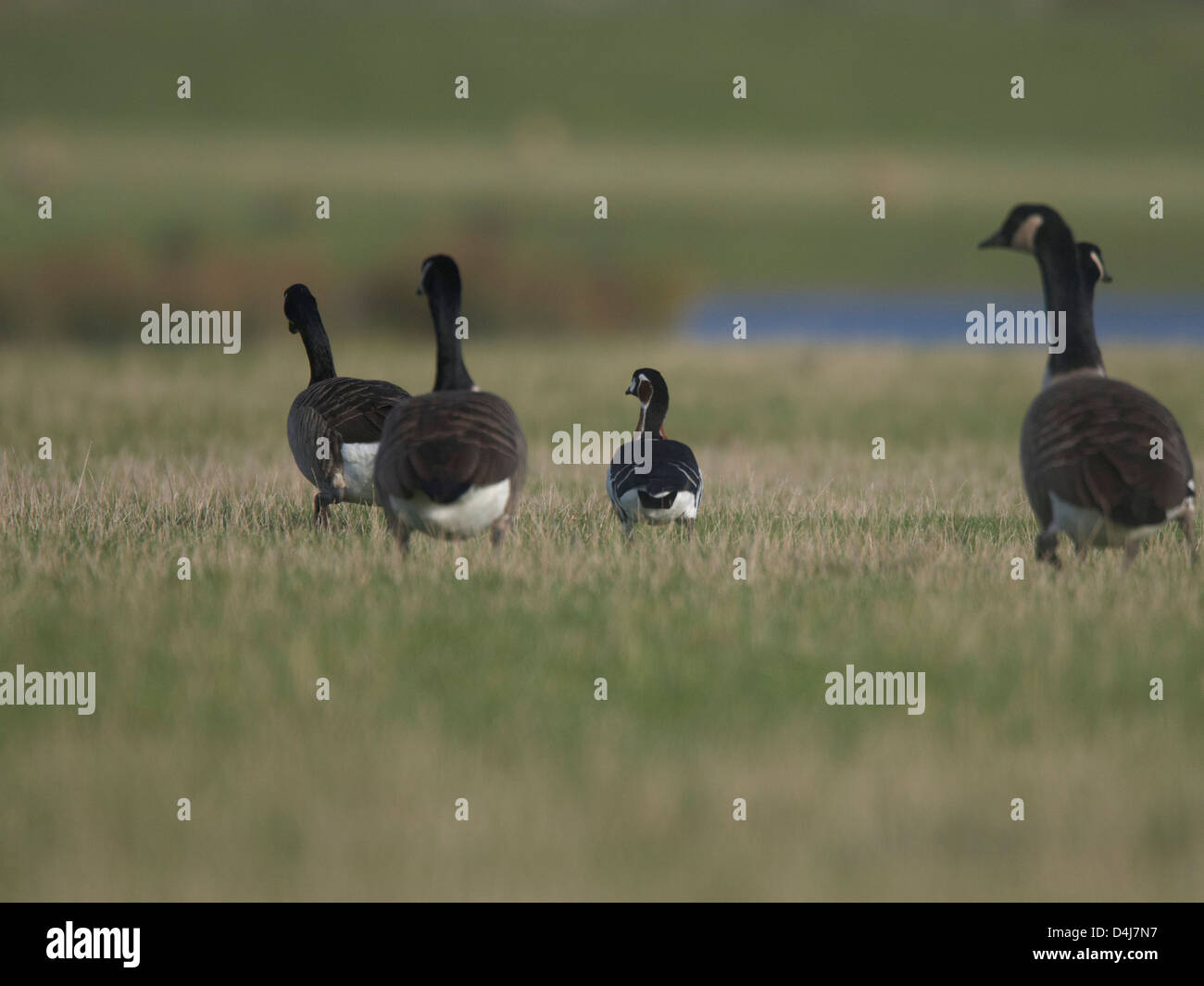 Red Breasted Goose with Canada Geese Stock Photo - Alamy