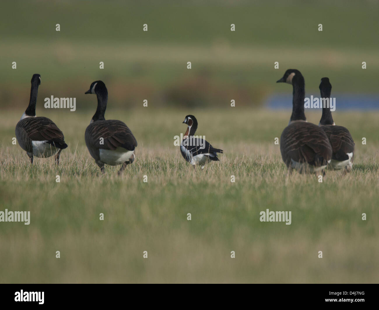 Red Breasted Goose with Canada Geese Stock Photo - Alamy