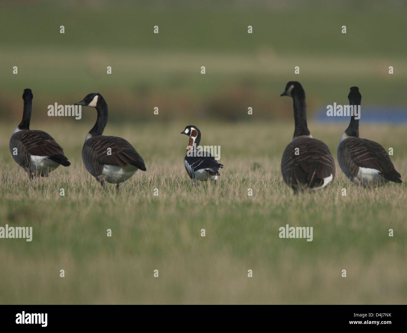 Red Breasted Goose with Canada Geese Stock Photo - Alamy
