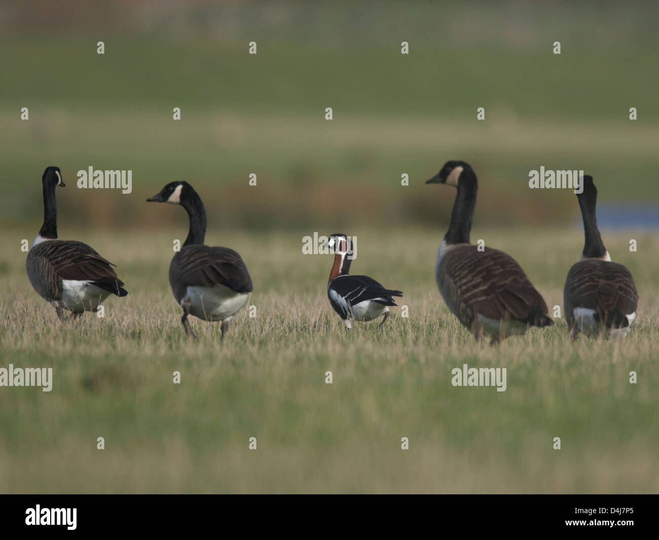 Red Breasted Goose with Canada Geese Stock Photo - Alamy
