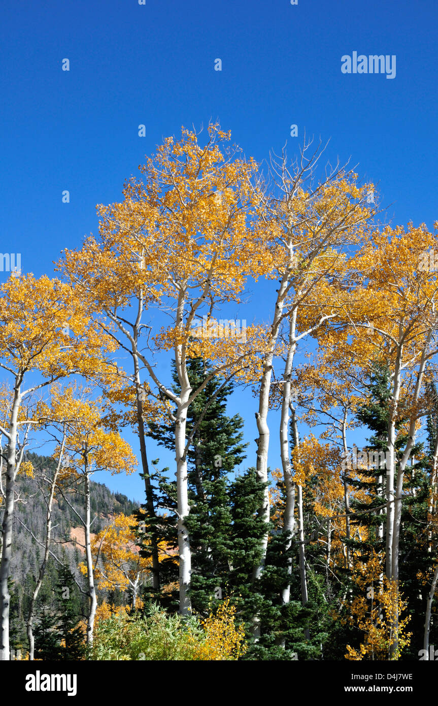 Aspen trees decked out in fall colors, growing among evergreens near ...