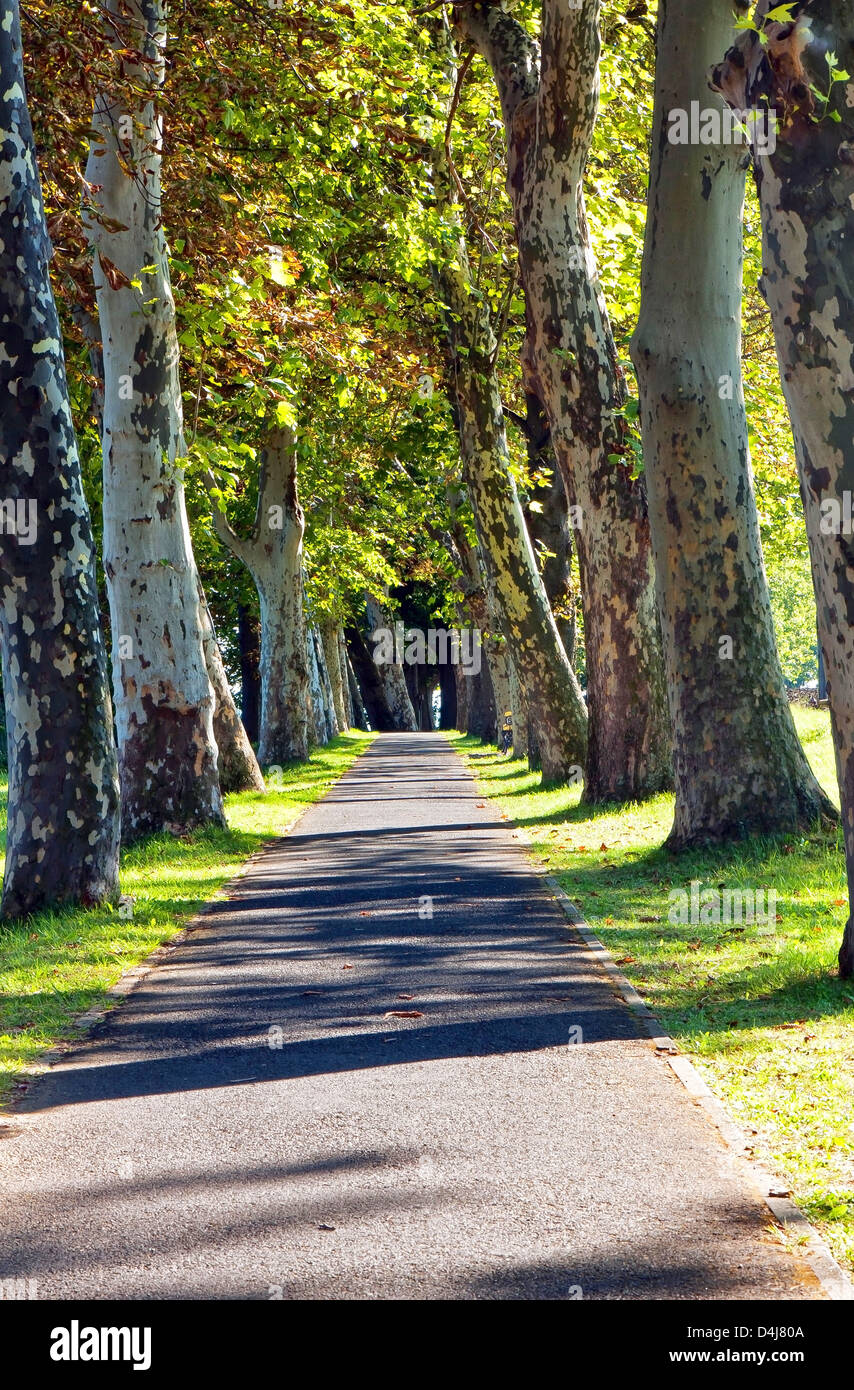 Bicycle road between the sycamore trees Stock Photo - Alamy