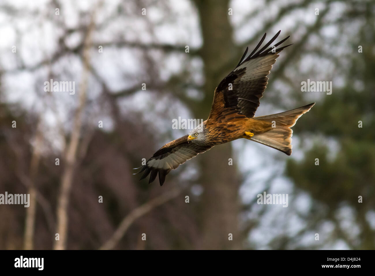 Forked tail hawk hi-res stock photography and images - Alamy