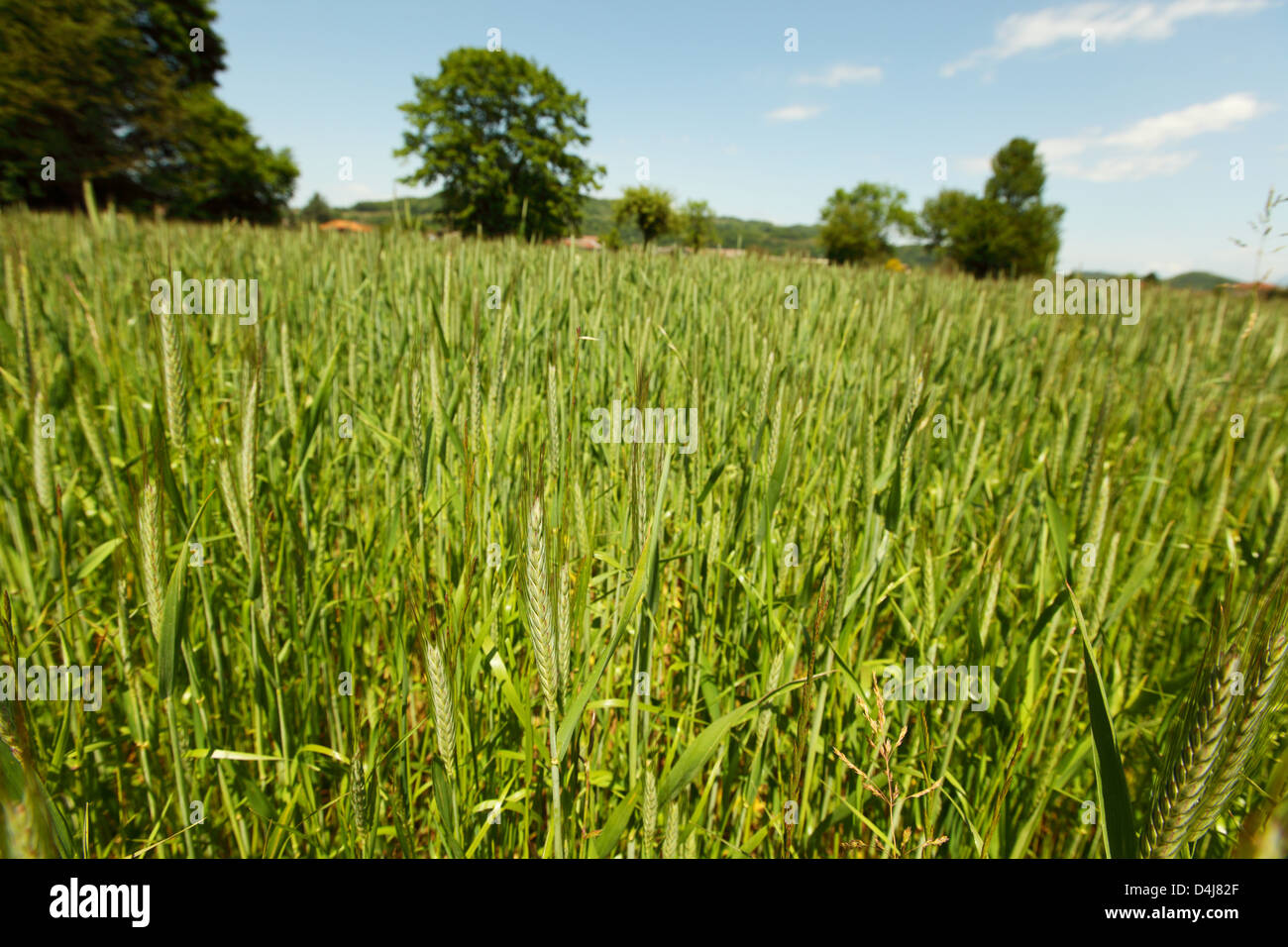 Early spring wheat field Stock Photo - Alamy