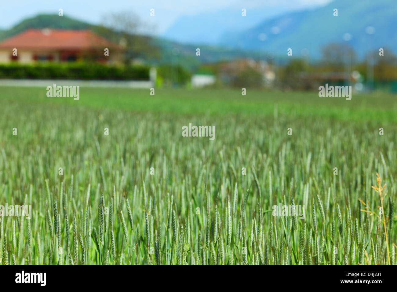 Early spring wheat field Stock Photo - Alamy
