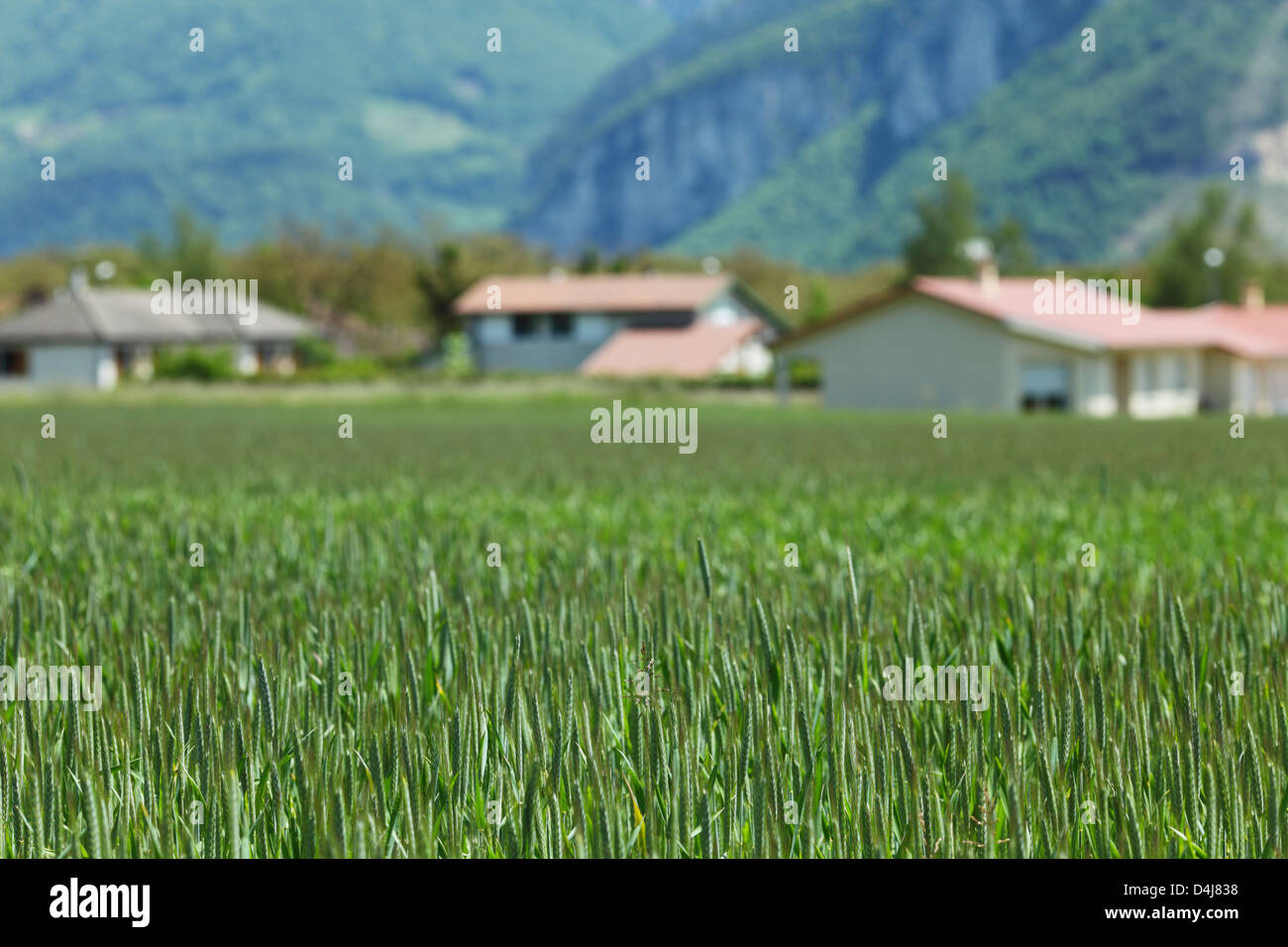 Early spring wheat field Stock Photo - Alamy
