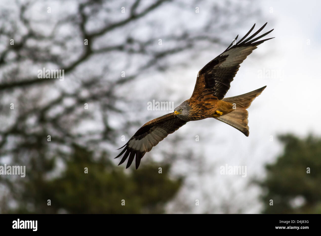Red kite flying in a clearing in the woods Stock Photo - Alamy