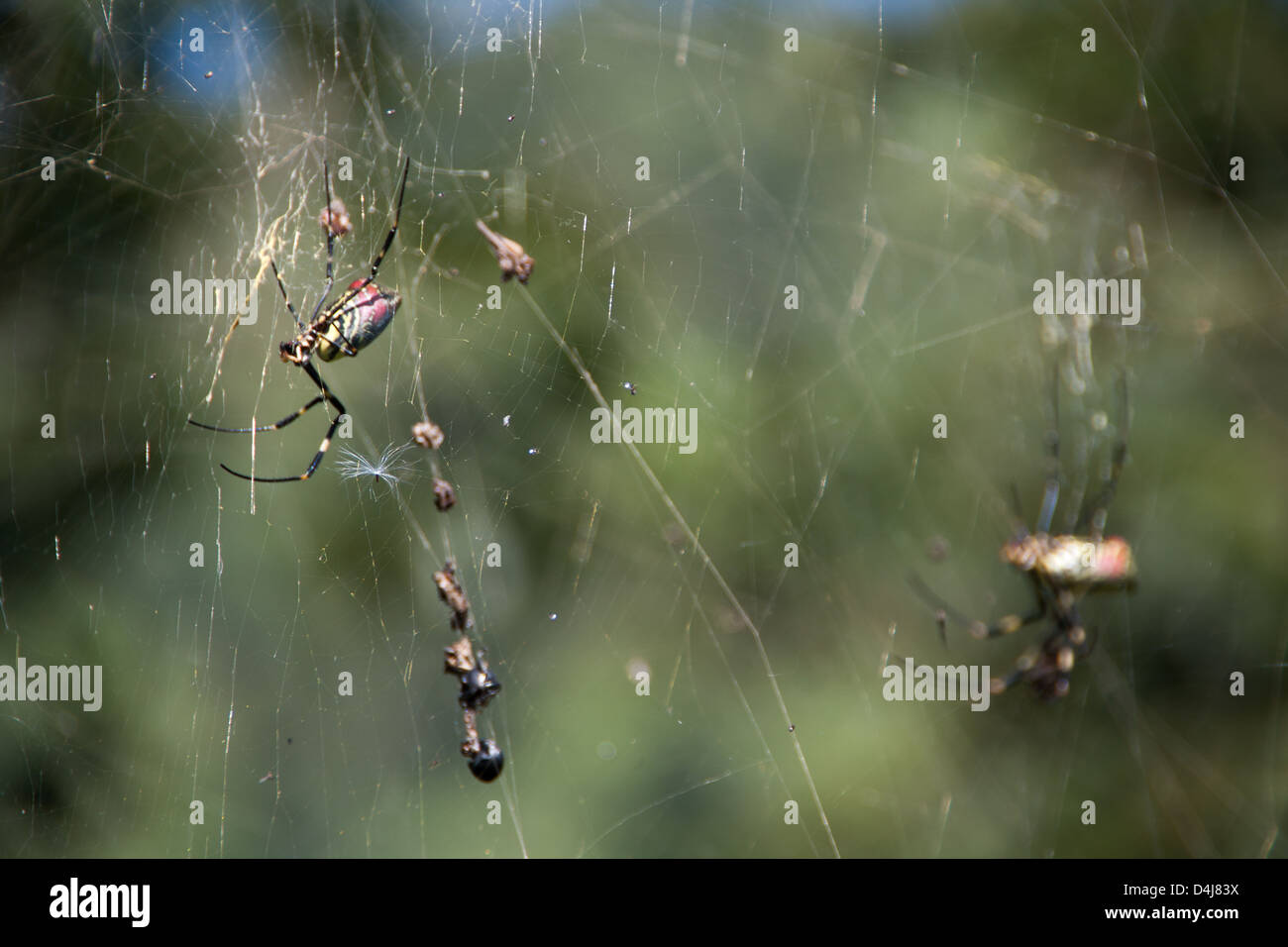 spider an a spiderweb in Sapa, Vietnam Stock Photo - Alamy