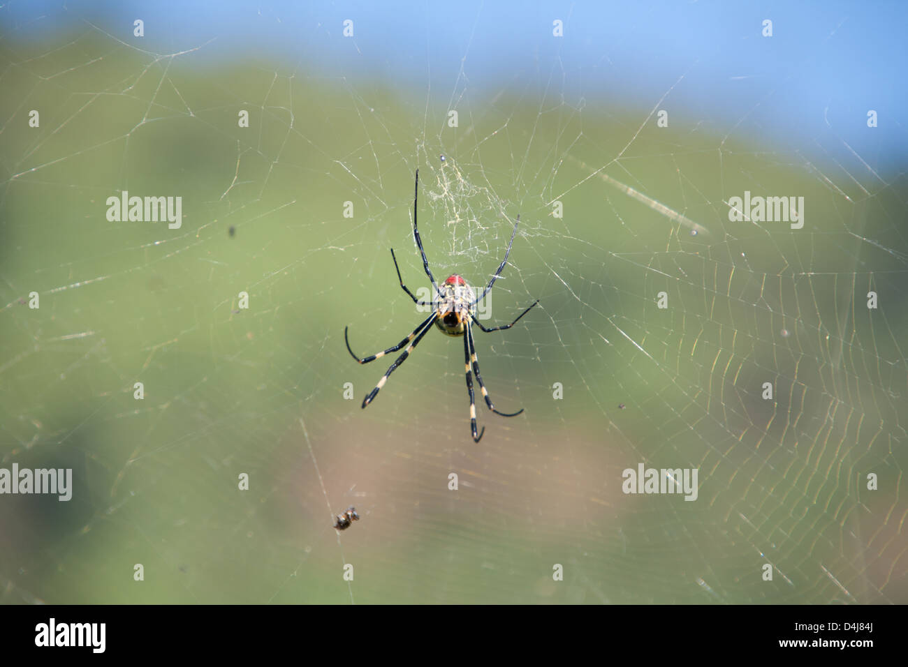 spider an a spiderweb in Sapa, Vietnam Stock Photo - Alamy