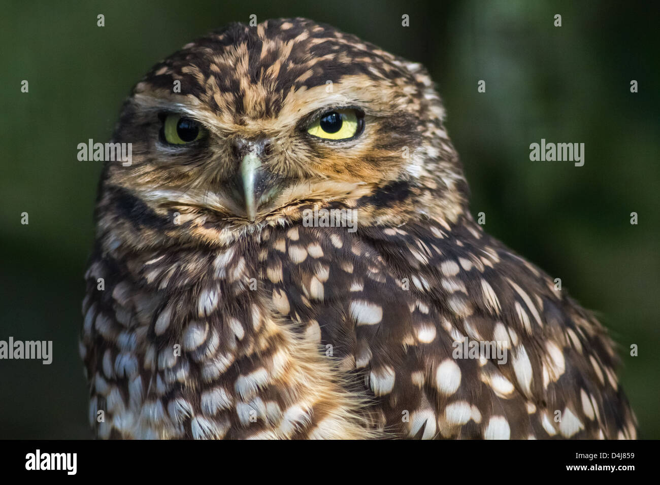 Owl in aviary hi-res stock photography and images - Alamy