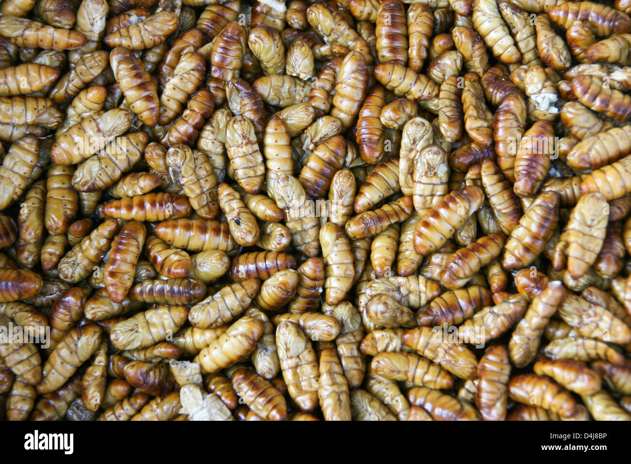 local shop with larvae in Sapa, Vietnam, Asia Stock Photo - Alamy