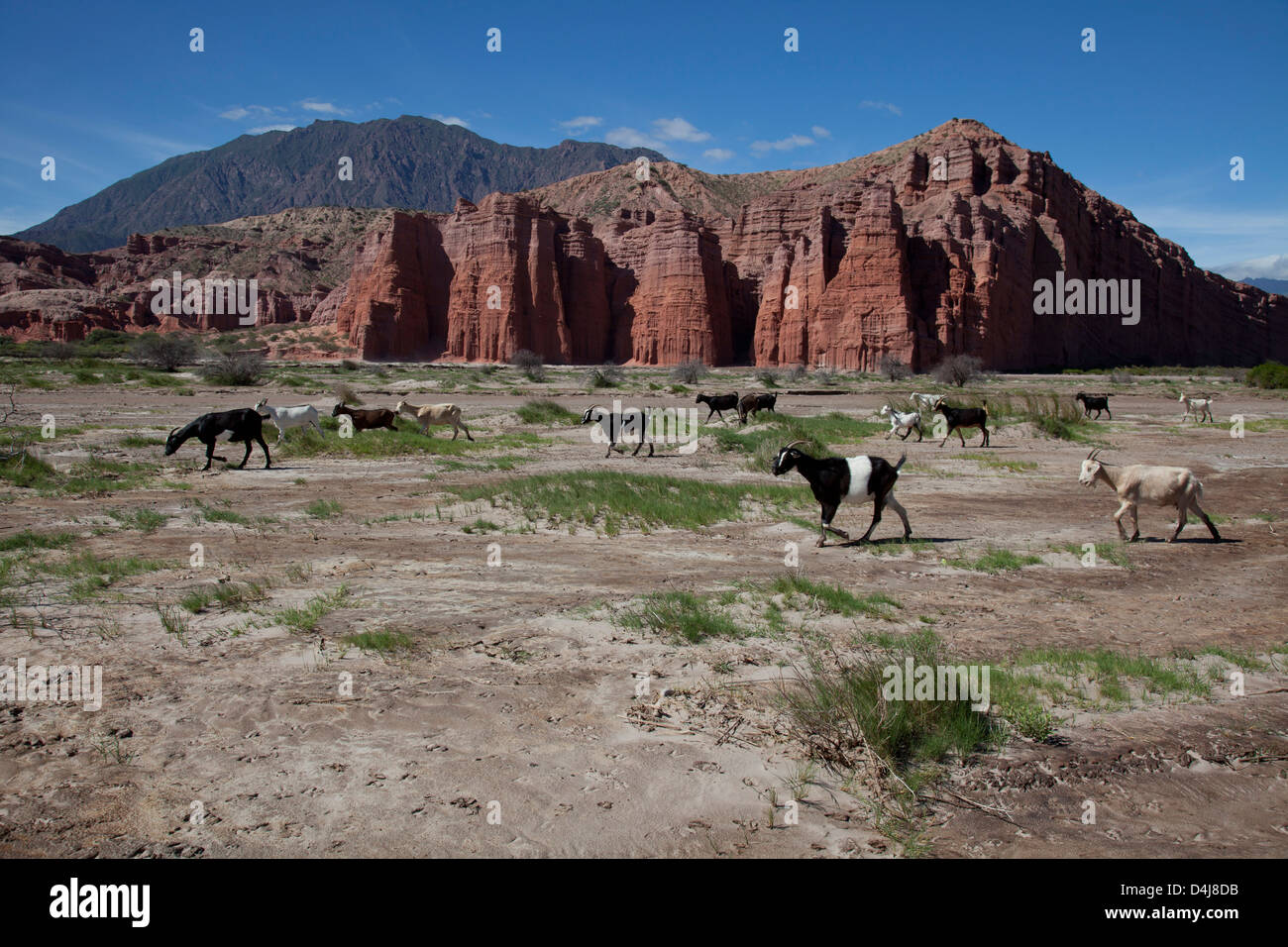 Goats pasture near rock formations and canyons in the foothills of ...