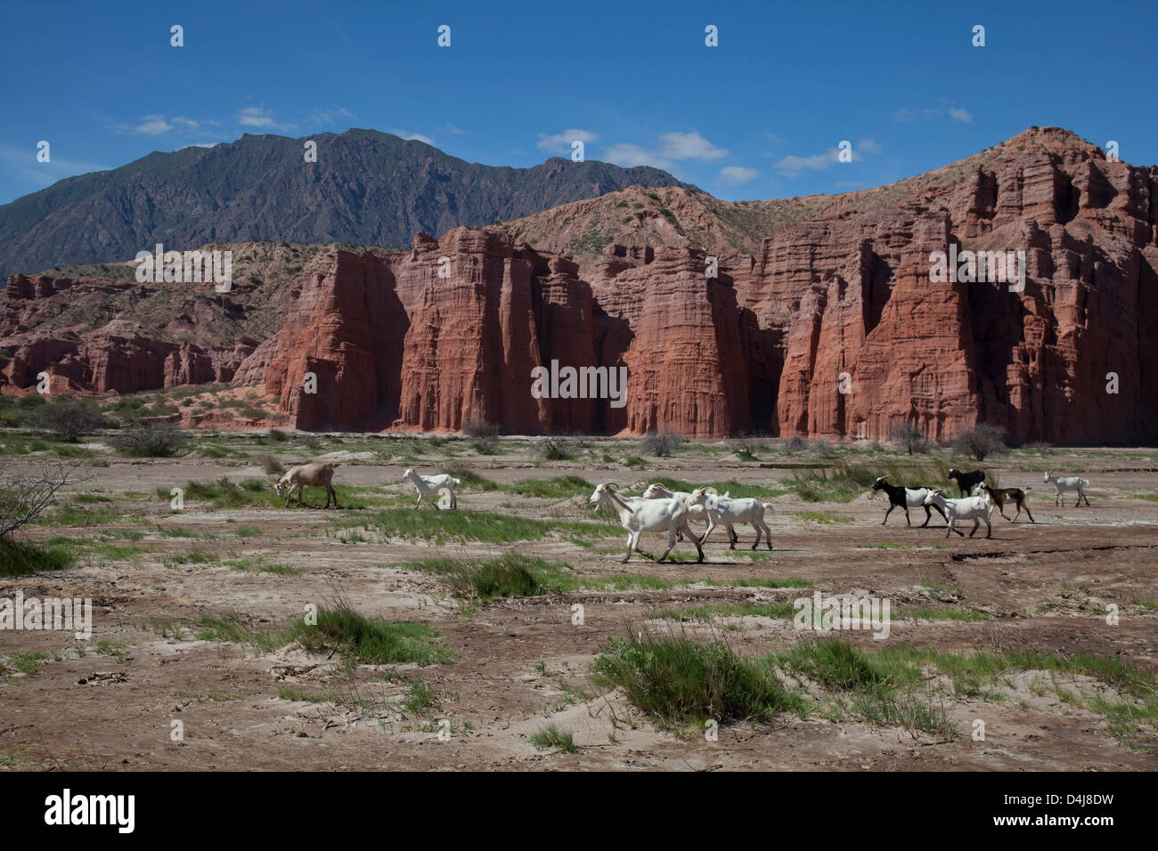 Goats pasture near rock formations and canyons in the foothills of ...