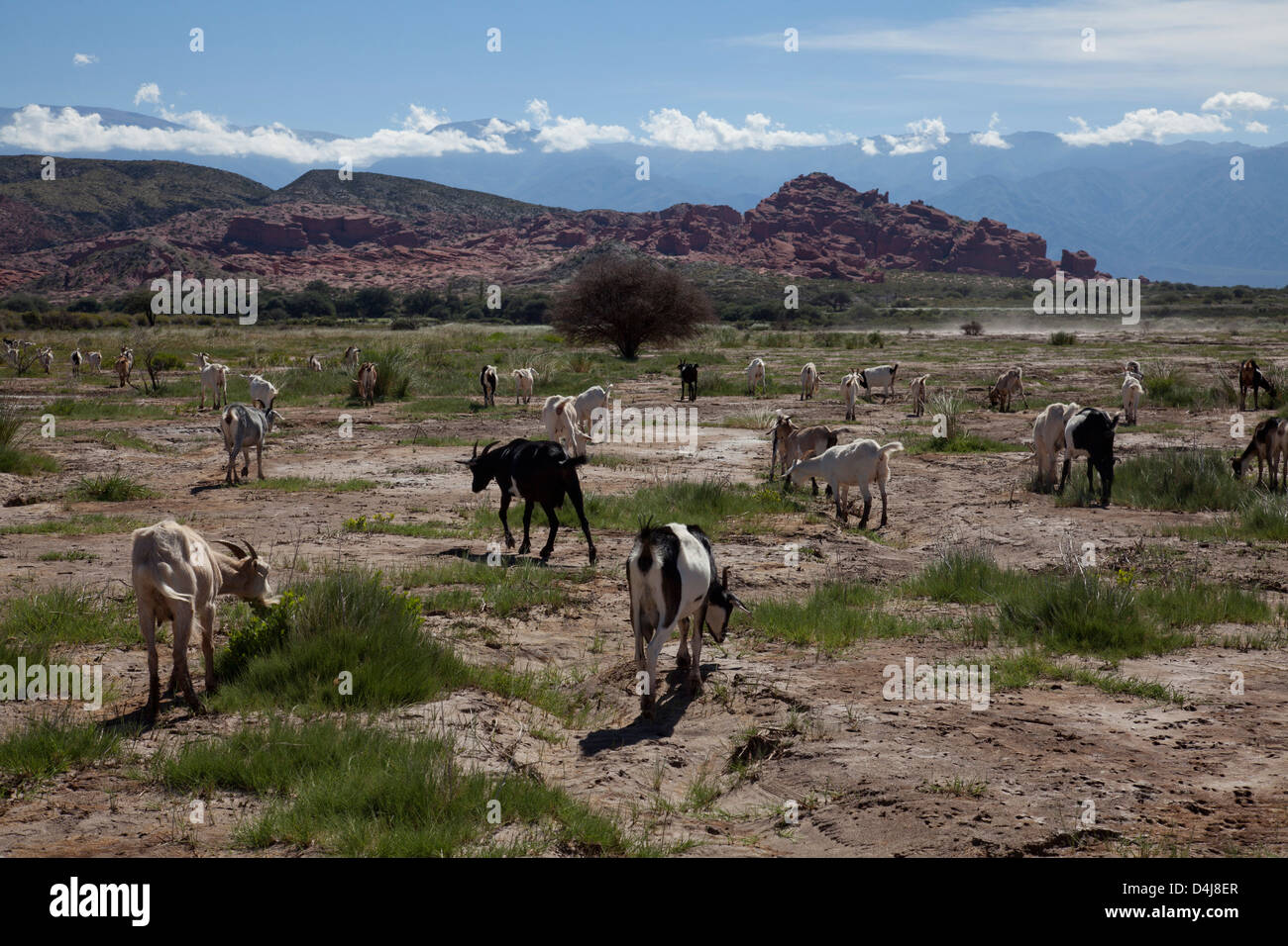 Goats pasture near rock formations and canyons in the foothills of ...