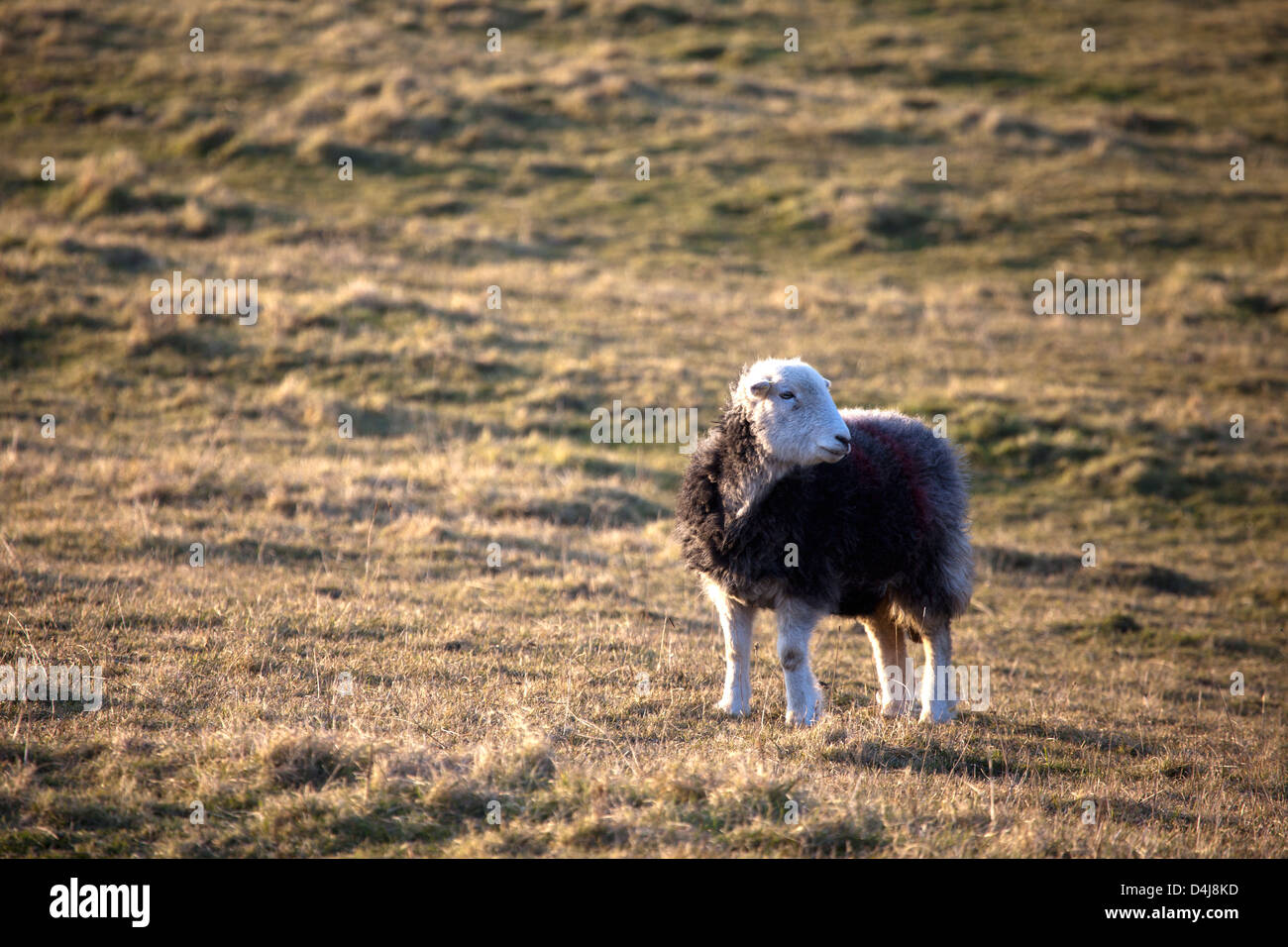 Woolly sheep hi-res stock photography and images - Alamy