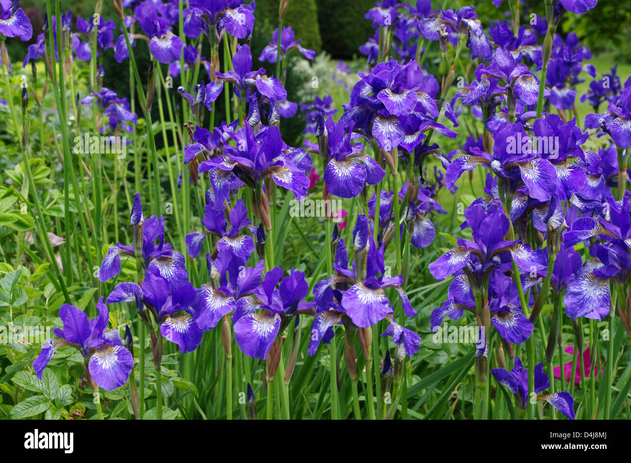 Beadless irises hi-res stock photography and images - Alamy