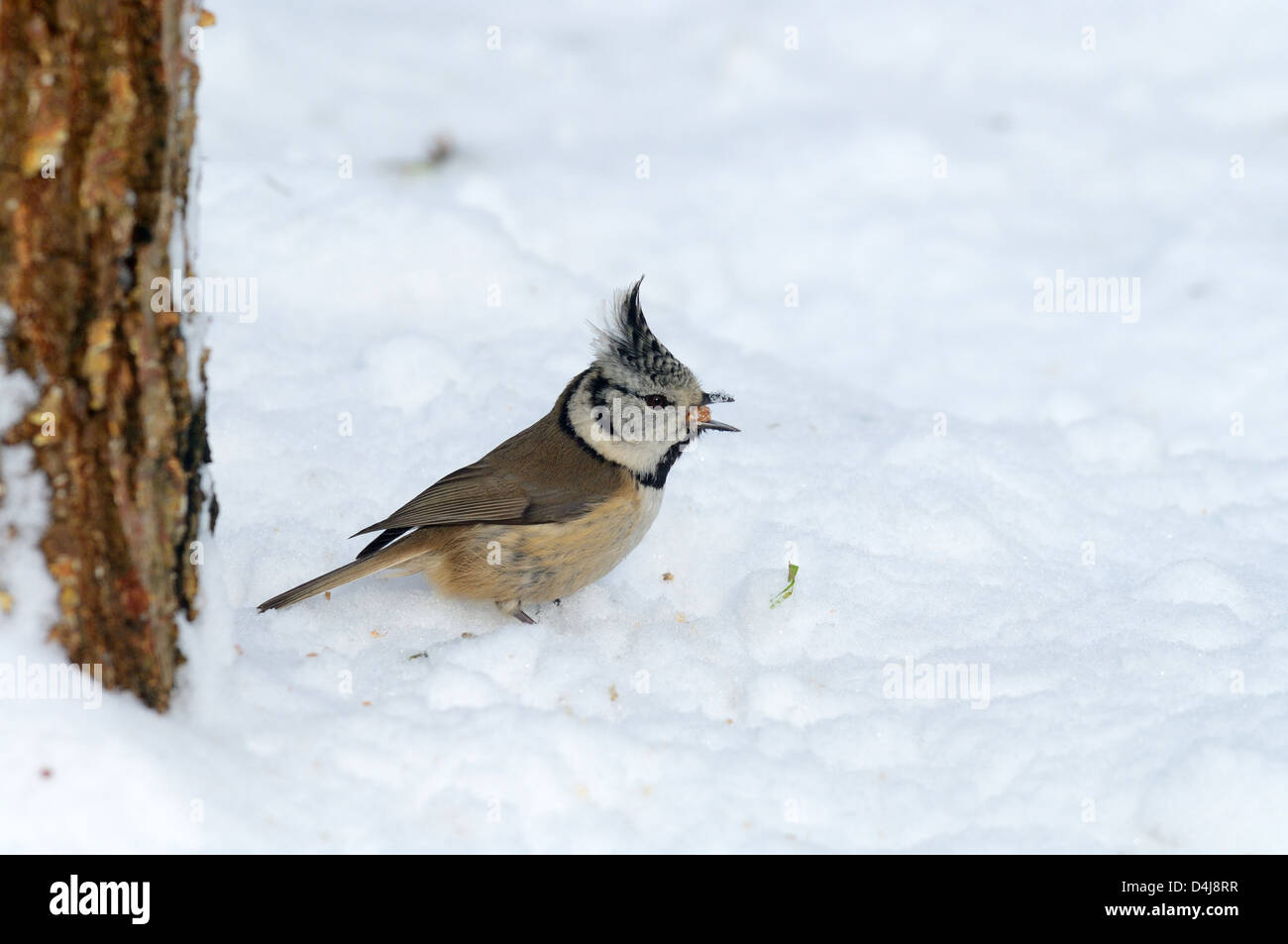 Haubenmeise (Lophophanes cristatus) Crested Tit • Ostalbkreis, Baden ...