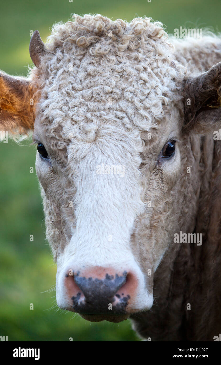 Beef Shorthorn Cow High Resolution Stock Photography and Images - Alamy