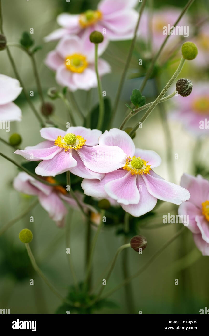 Japanese anemone flower hi-res stock photography and images - Alamy