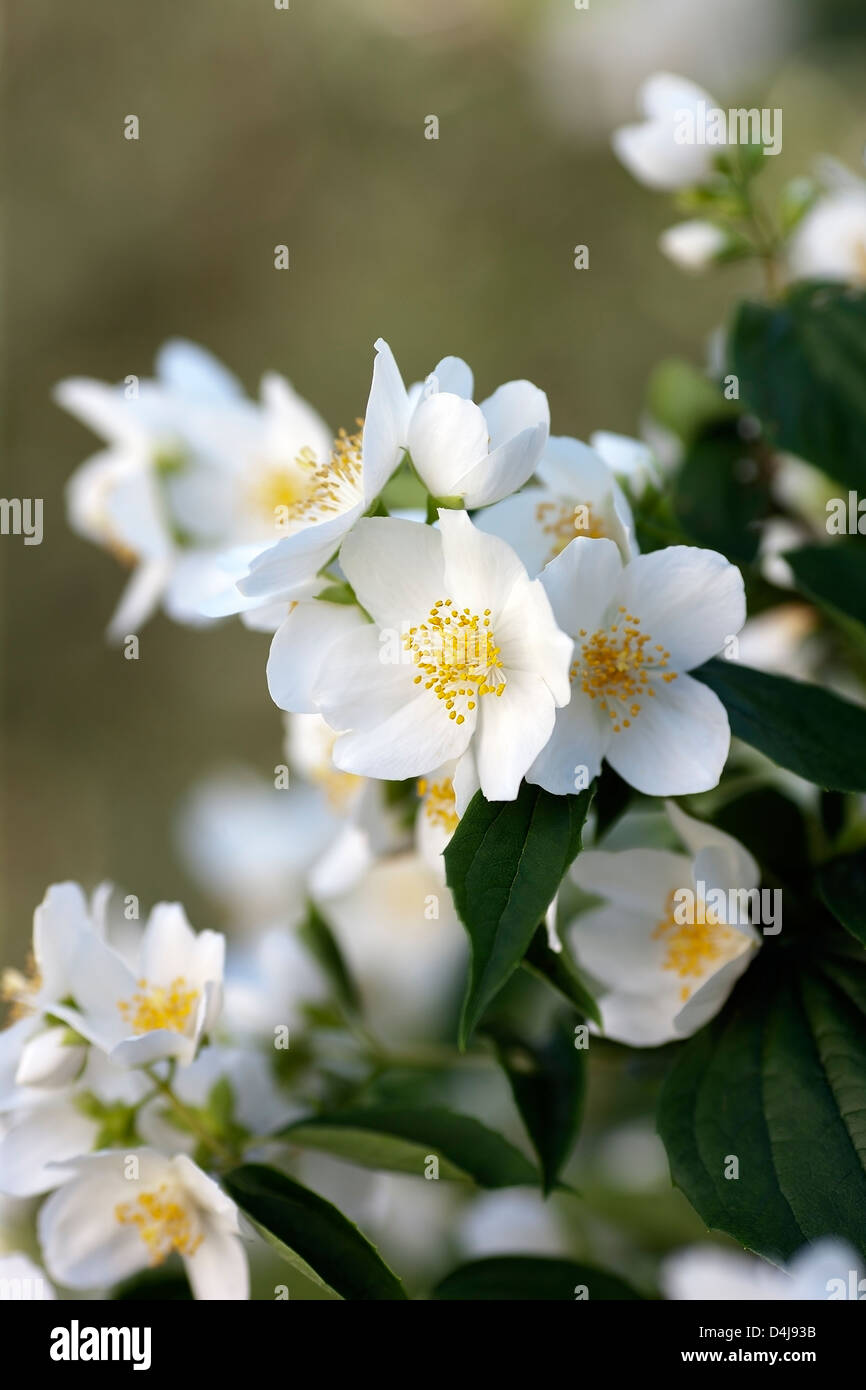 Philadelphus, close up Stock Photo - Alamy