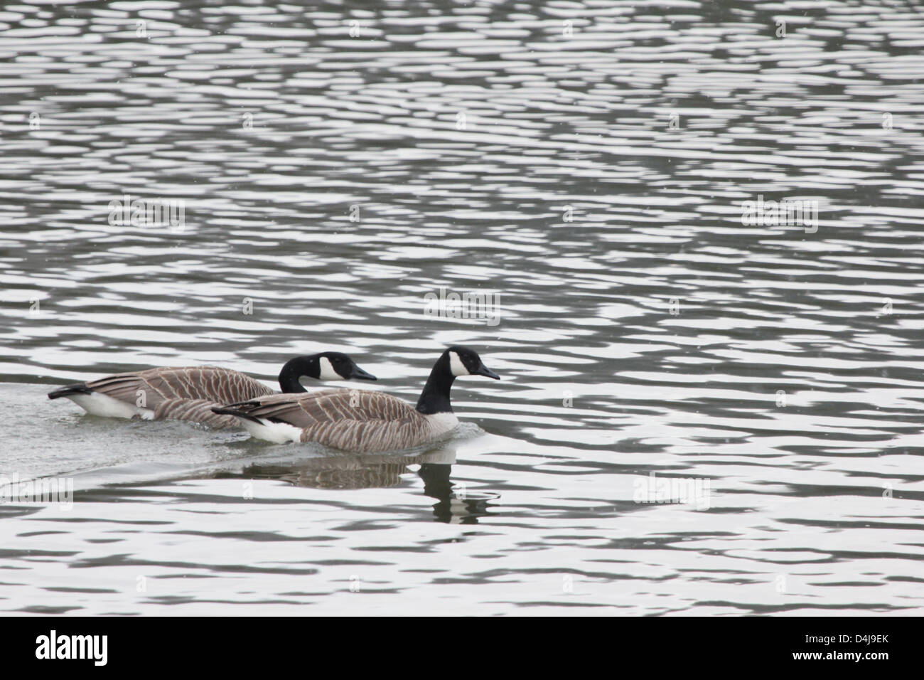 Two Canada geese in the spring nesting season Stock Photo - Alamy