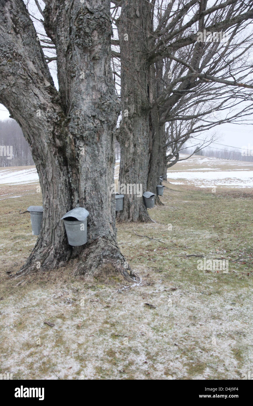 Maple syrup season means sap buckets on the hard maple trees in ...
