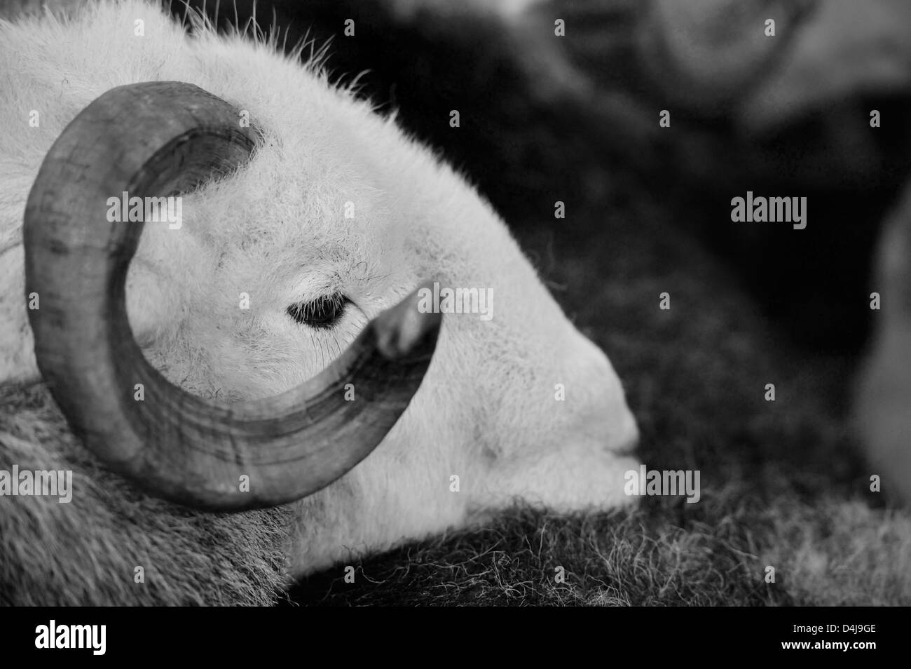 Herdwick ram sheep hi-res stock photography and images - Alamy
