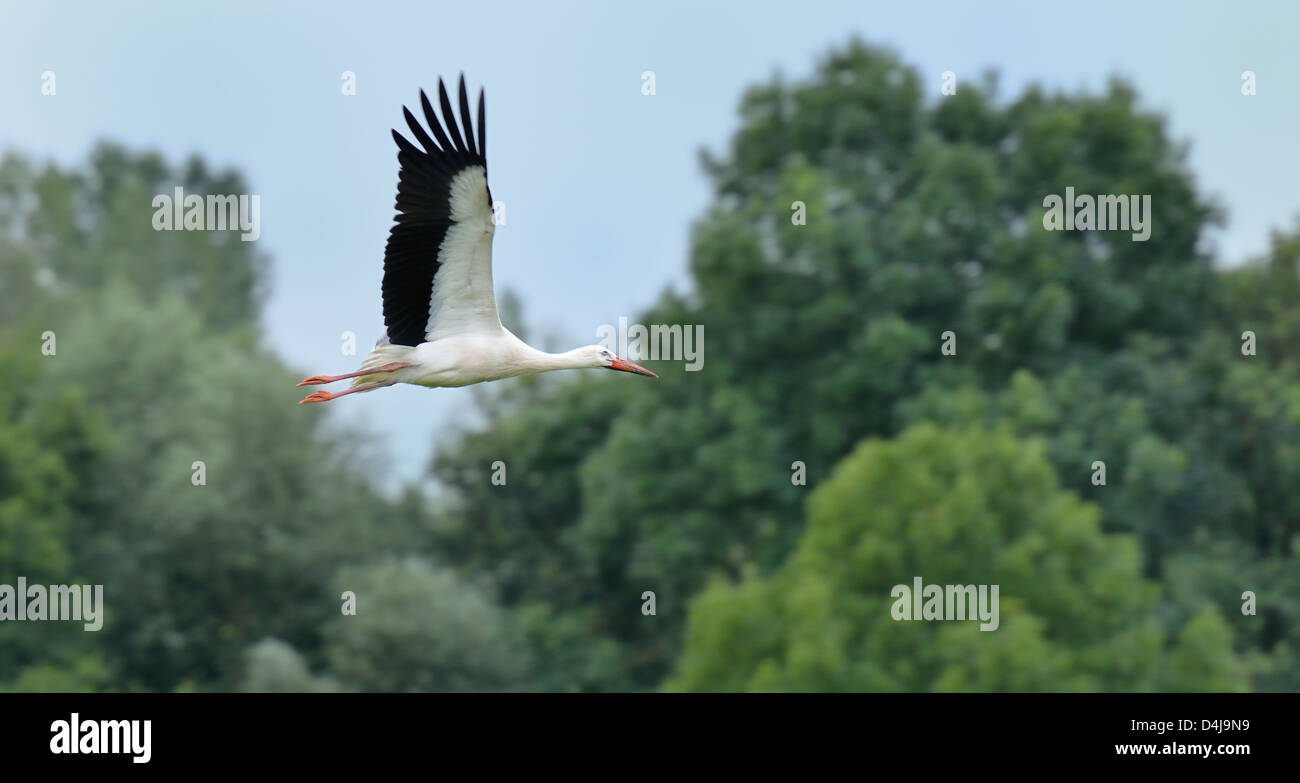 Black stork flight hi-res stock photography and images - Alamy