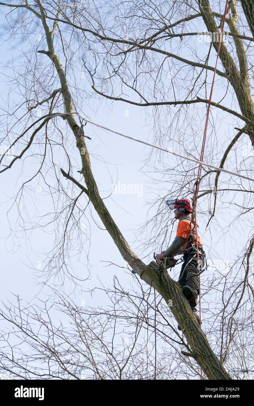 Tree surgeon at work with chain saw, ropes and harness north east ...