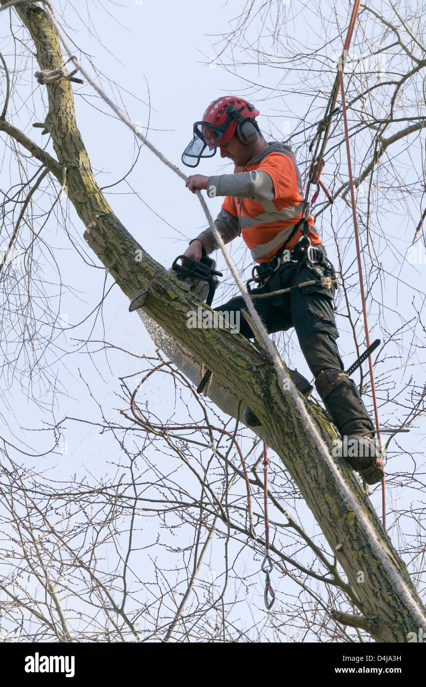 Tree surgeon at work with chain saw, ropes and harness north east ...