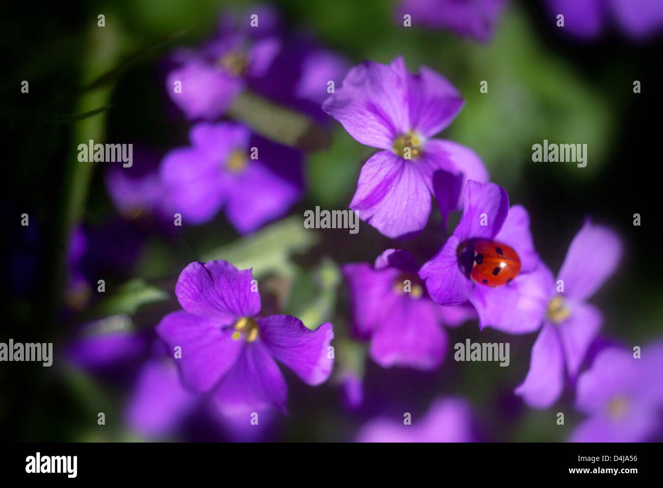 Ladybird on purple Aubretia flower Stock Photo - Alamy