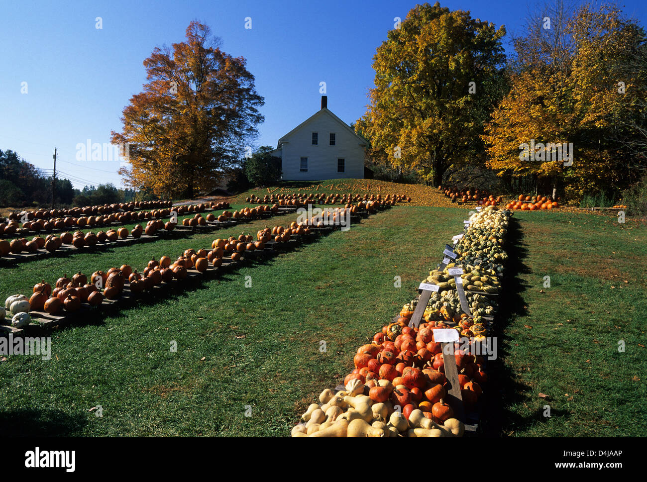 Elk280-1645 Vermont, Pownal, pumpkin patch store Stock Photo - Alamy