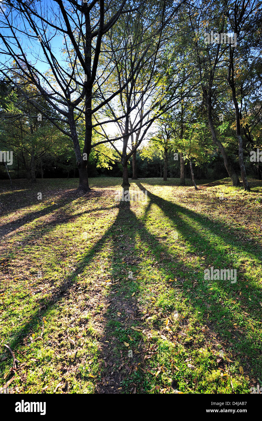 Trees and its shadow with back lighting of sun Stock Photo - Alamy