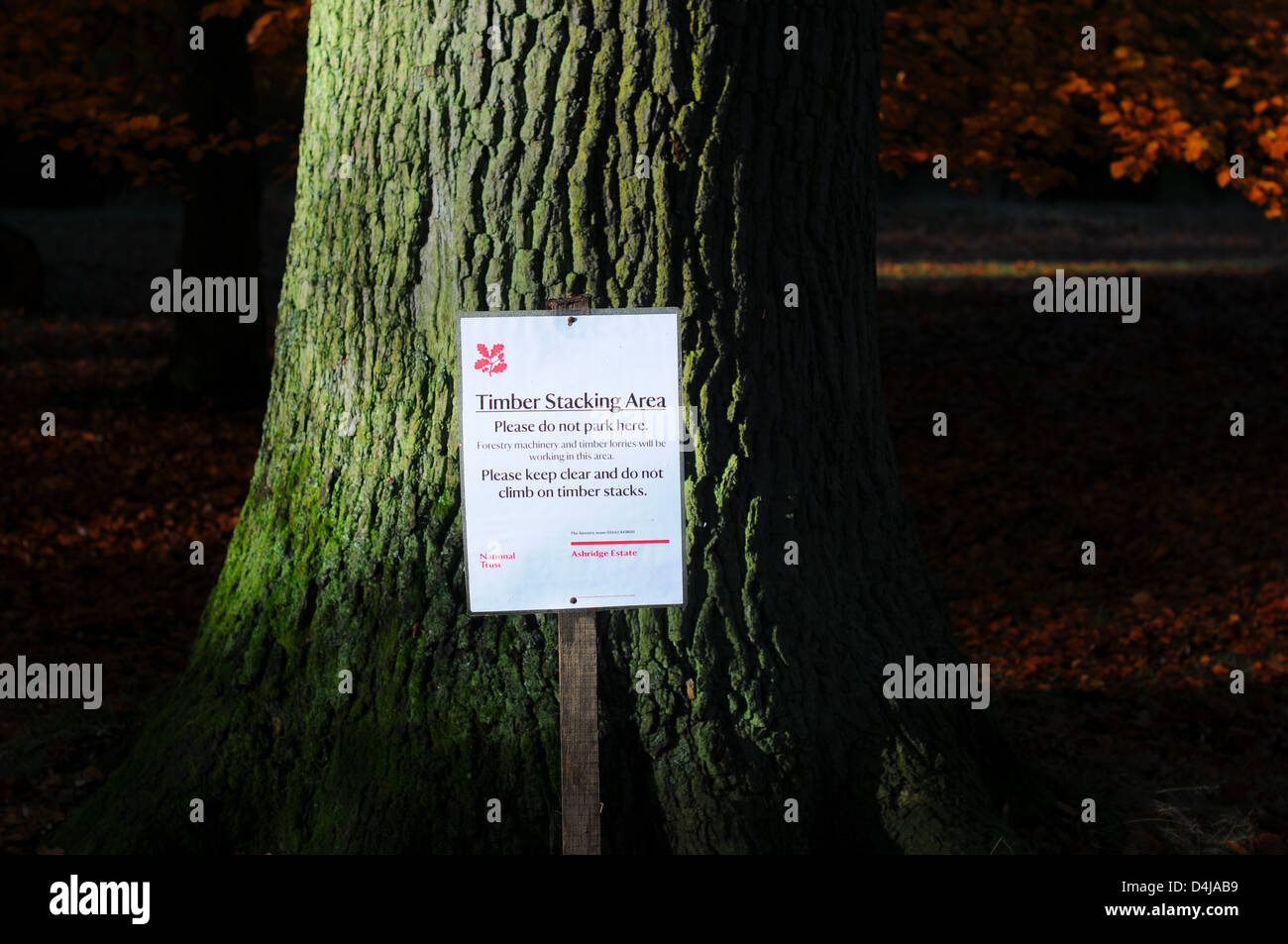 A timber stacking/logging area in Ashridge Forest, England Stock Photo ...