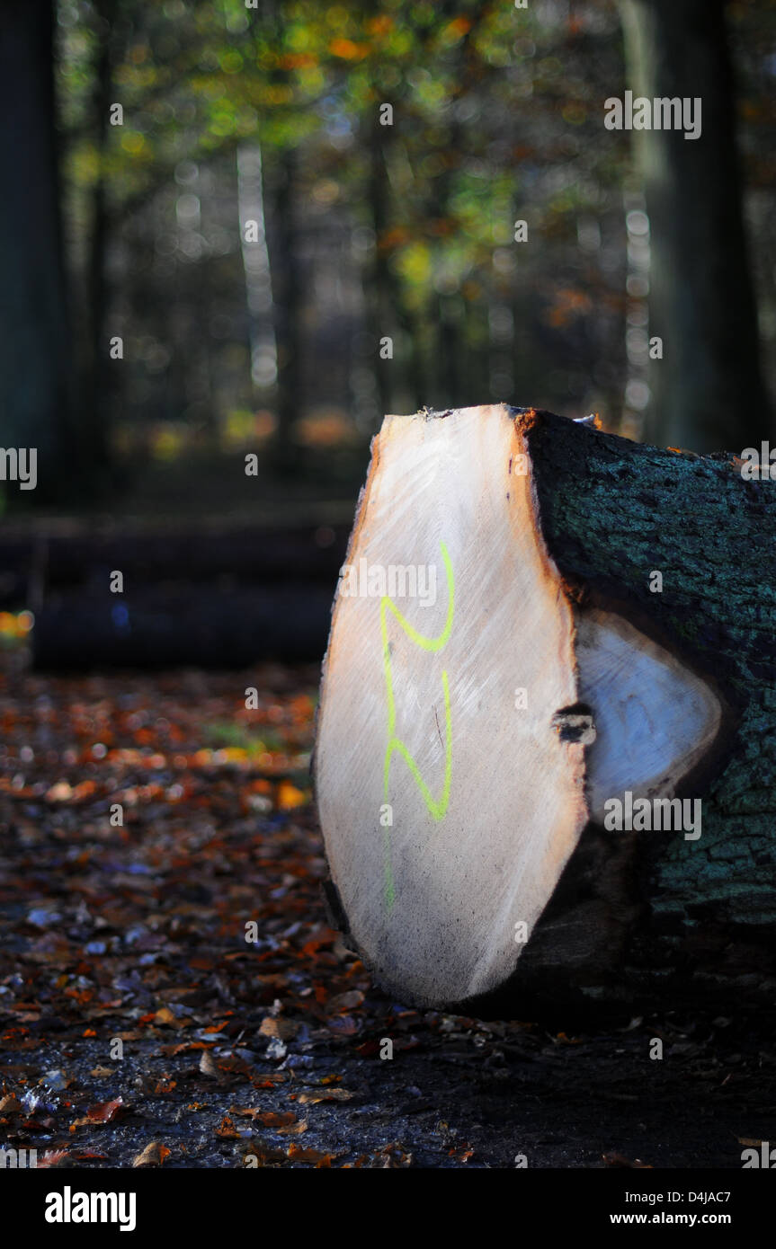 A timber stacking/logging area in Ashridge Forest, England Stock Photo ...